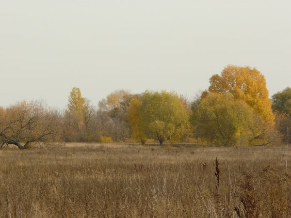 forest side view texture 0005 - Texturelib